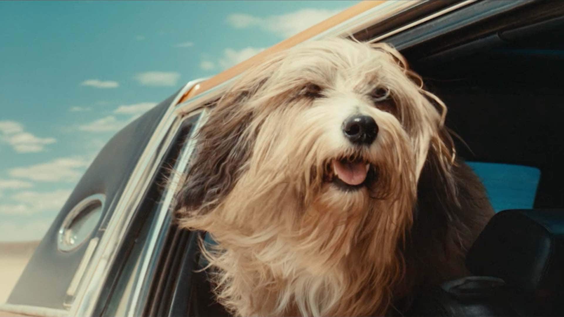 Lay's - Dog Car Window - Union Editorial
